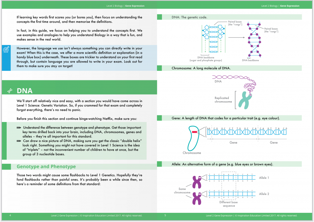 NCEA Level 2 Biology: Gene Expression Guide - StudyTime NZ Store