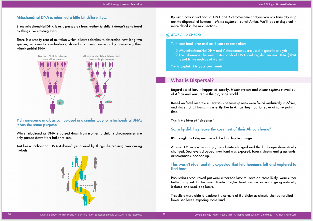 NCEA Level 3 Biology: Human Evolution Guide - StudyTime NZ Store